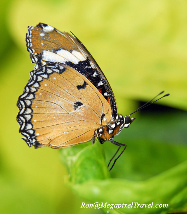 Butterflies – Plain Tiger – Danaus chrysippus | MegaPixel Travel